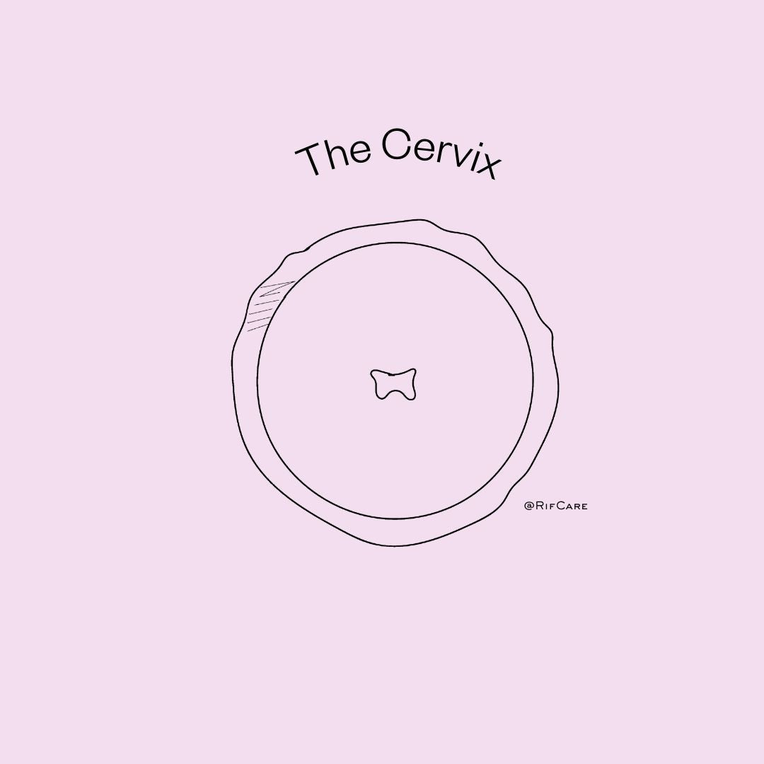 WHAT IS A CERVIX? – Rif care